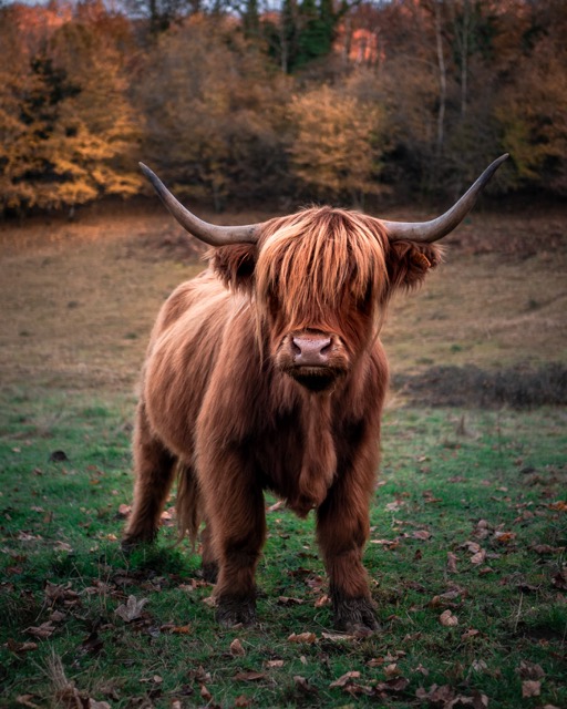Highlands du Haut-Jura