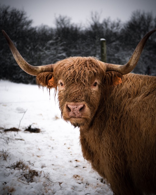 Highlands du Haut-Jura