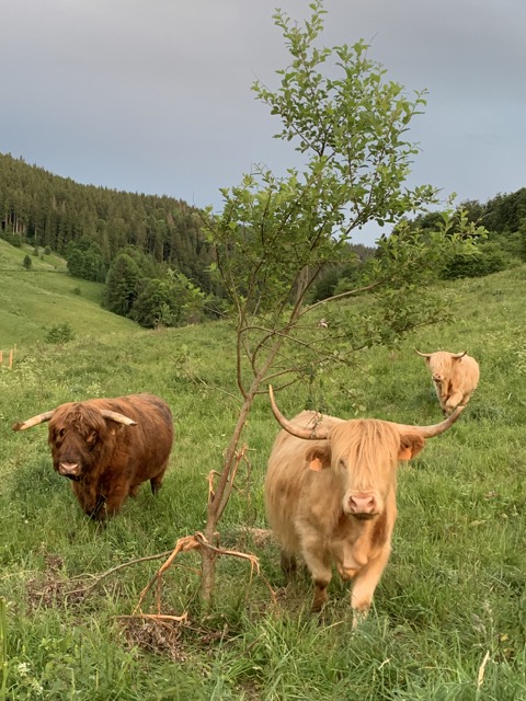 Highlands du Haut-Jura