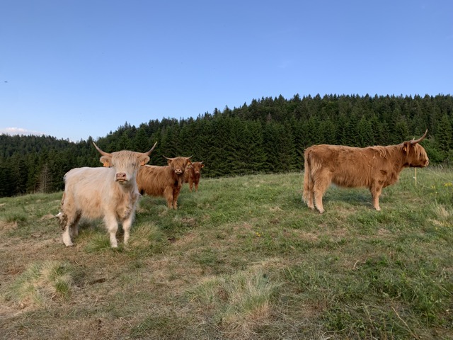 Highlands du Haut-Jura